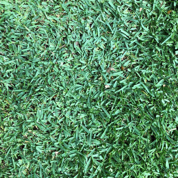Citrablue St Augustine Grass Plugs