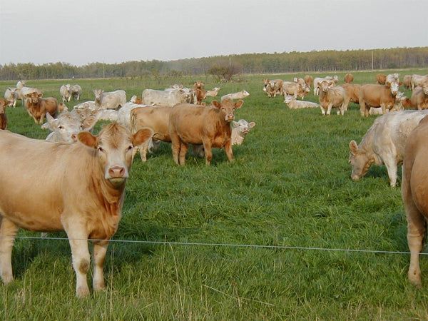 Pensacola Bahia Pasture Grass Seed 50 Lbs Seed Barn