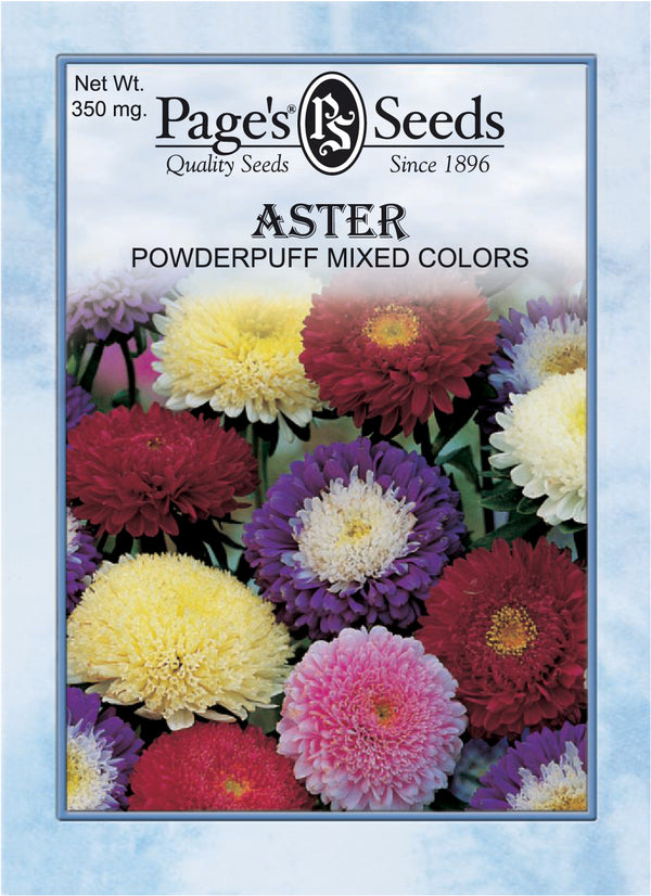 Aster Powderpuff Seeds - 1 Packet - Seed Barn