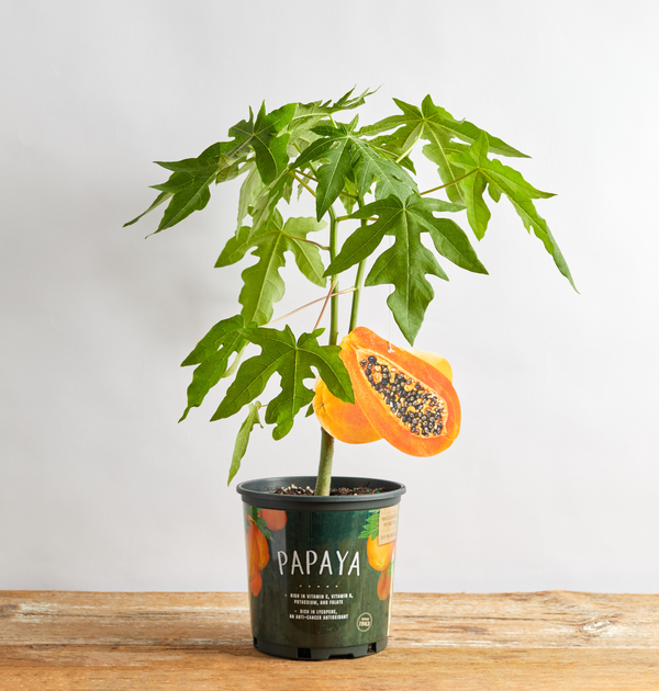 Papaya Red Lady Plant - 1 Gallon - Seed Barn