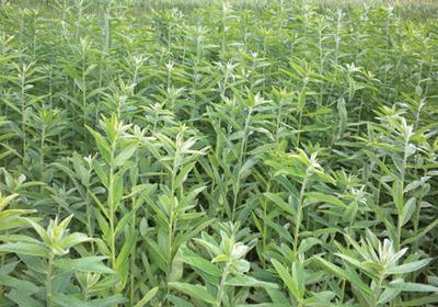 Sunn Hemp Seeds - Seed Barn