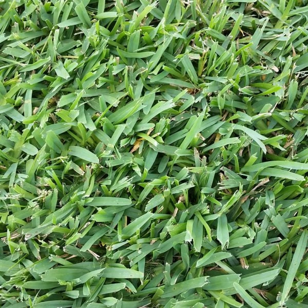Grass Plugs Seed Barn