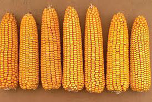 Yellow Dent Corn Seeds - 50 Lbs. - Seed Barn