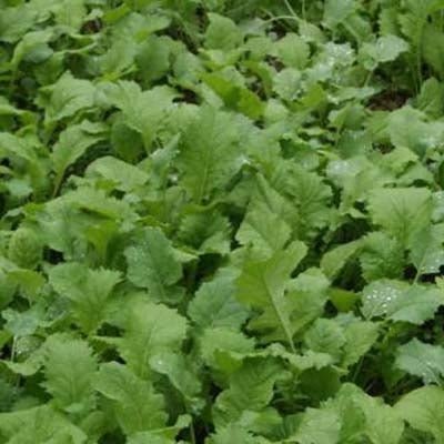 Appin Turnip Seed - Seed Barn