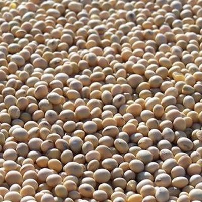 Big Fellow RR Soybean Seed - 5 Lbs. - Seed Barn
