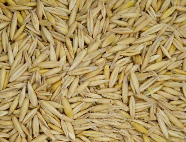 Grain Seed | Buck Forage Oat, Buckwheat, Egyptian, Naked Grain Seeds ...