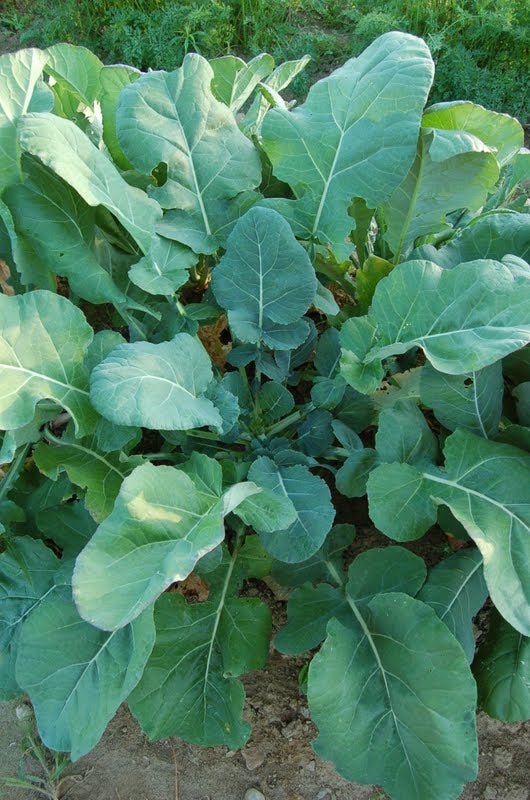 Collards Georgia Southern Seed - 1 Packet - Seed Barn